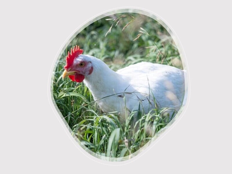 Online Store – Dahline Poultry