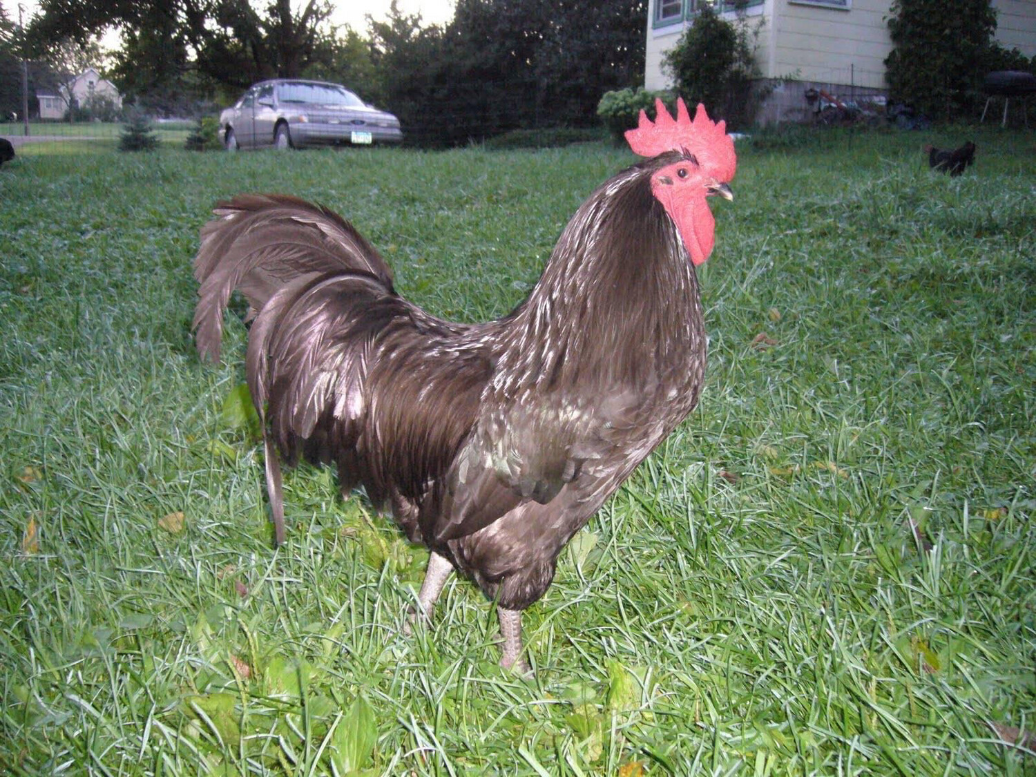 Surplus Special Chicks