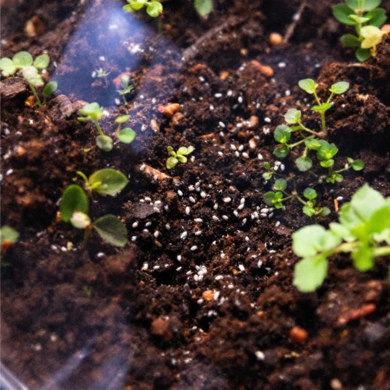 Benefits of springtails