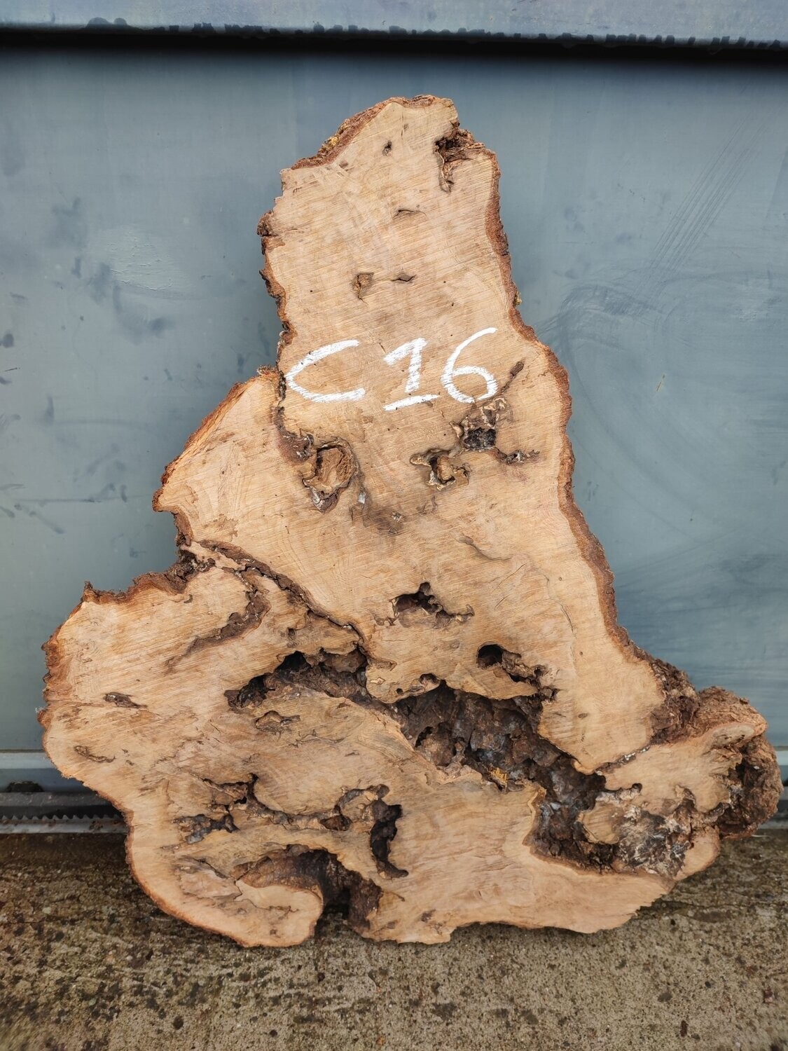 Galette planche bois brut loupe de chêne