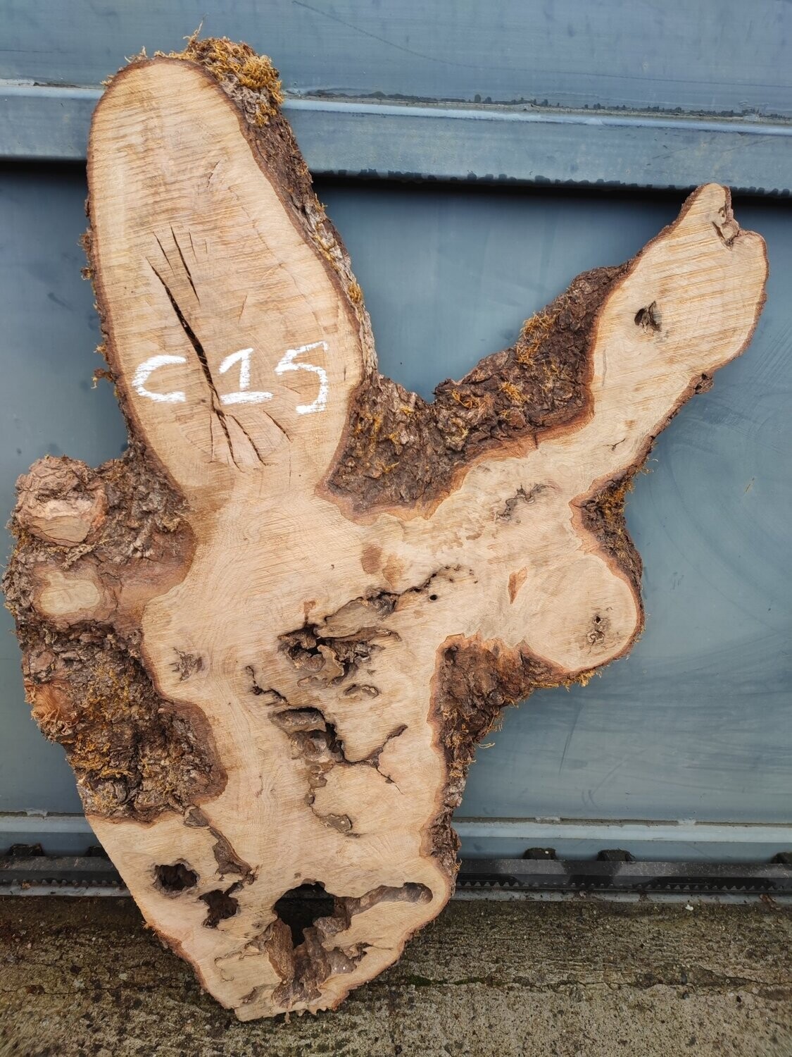 Galette planche bois brut loupe de chêne