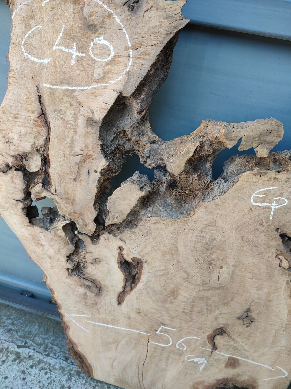 Loupe de chêne français bois brut