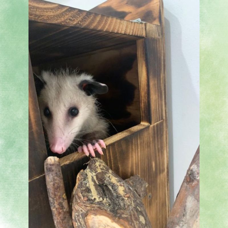 Opossum Outpost