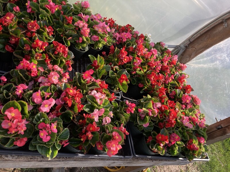 Mixed color Waxed Begonias