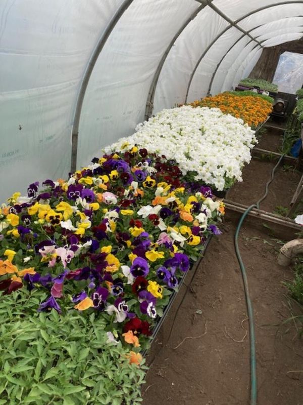 Spring Flowers ~ Bedding plants