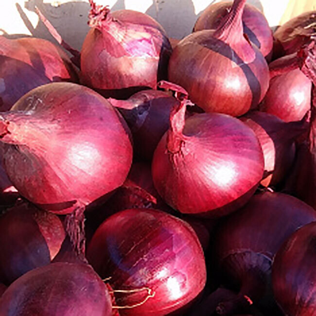 Oignon rouge BIO / 500 g – Boutique – Les Potagers du Télégraphe