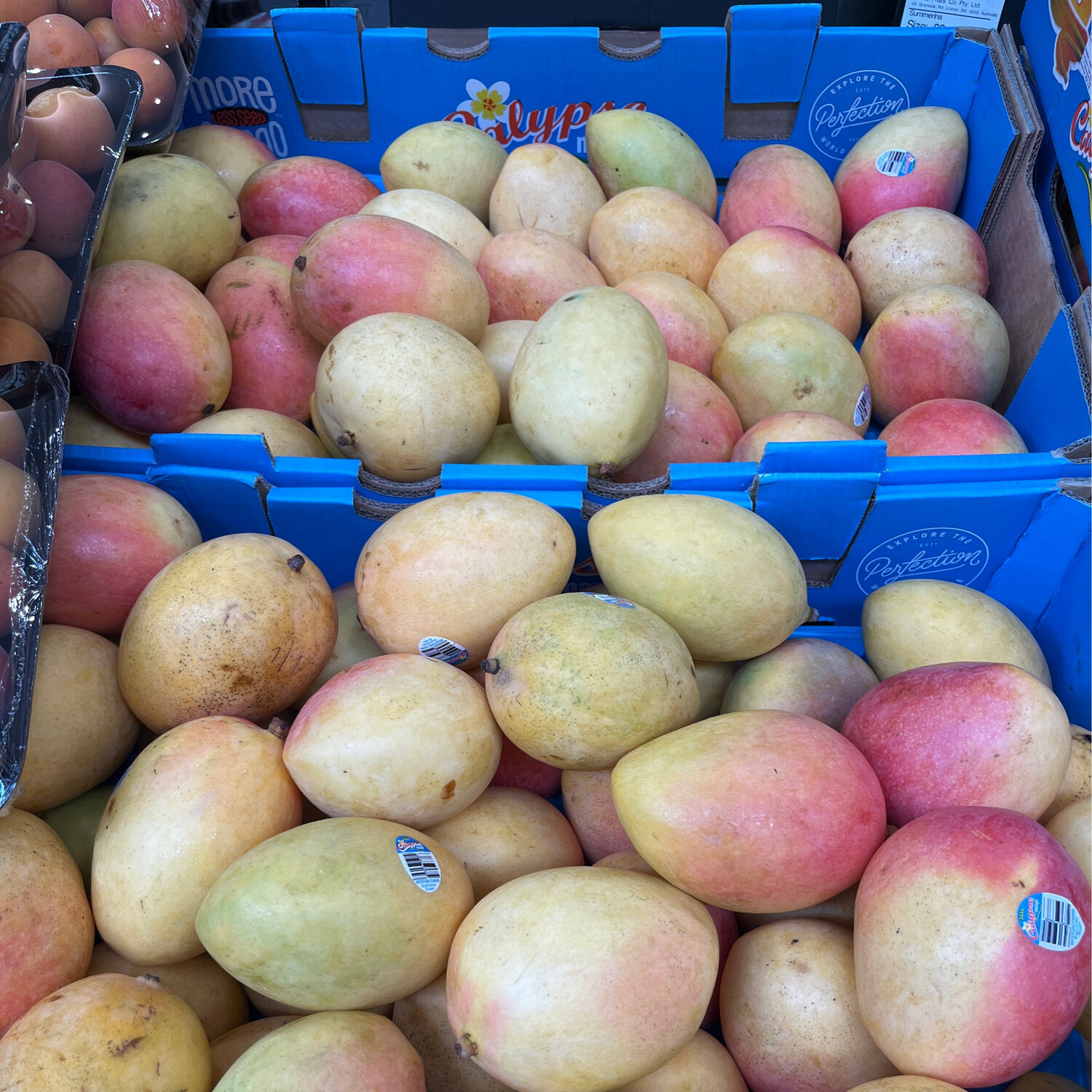 Bulk Mango Tray - Med Size Mangoes (approx 22 per tray)