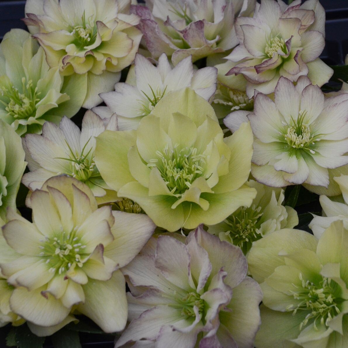 Garden Center | Avon, IN | (317) 272-6264