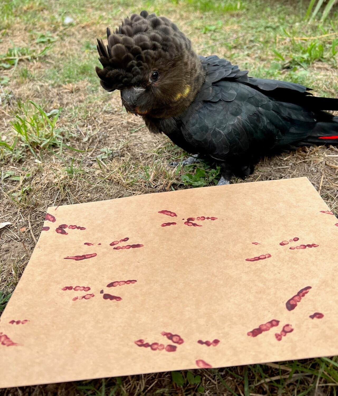Footprint Art by Dennis the Glossy Black Cockatoo – ONLINE SHOP ...