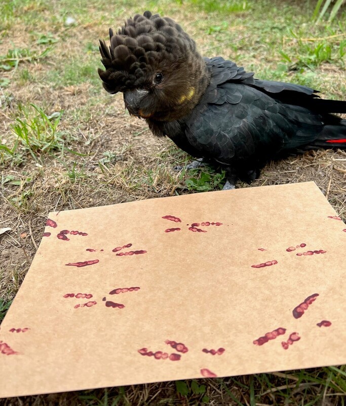 ONLINE SHOP – Feathered Friends Animal Productions