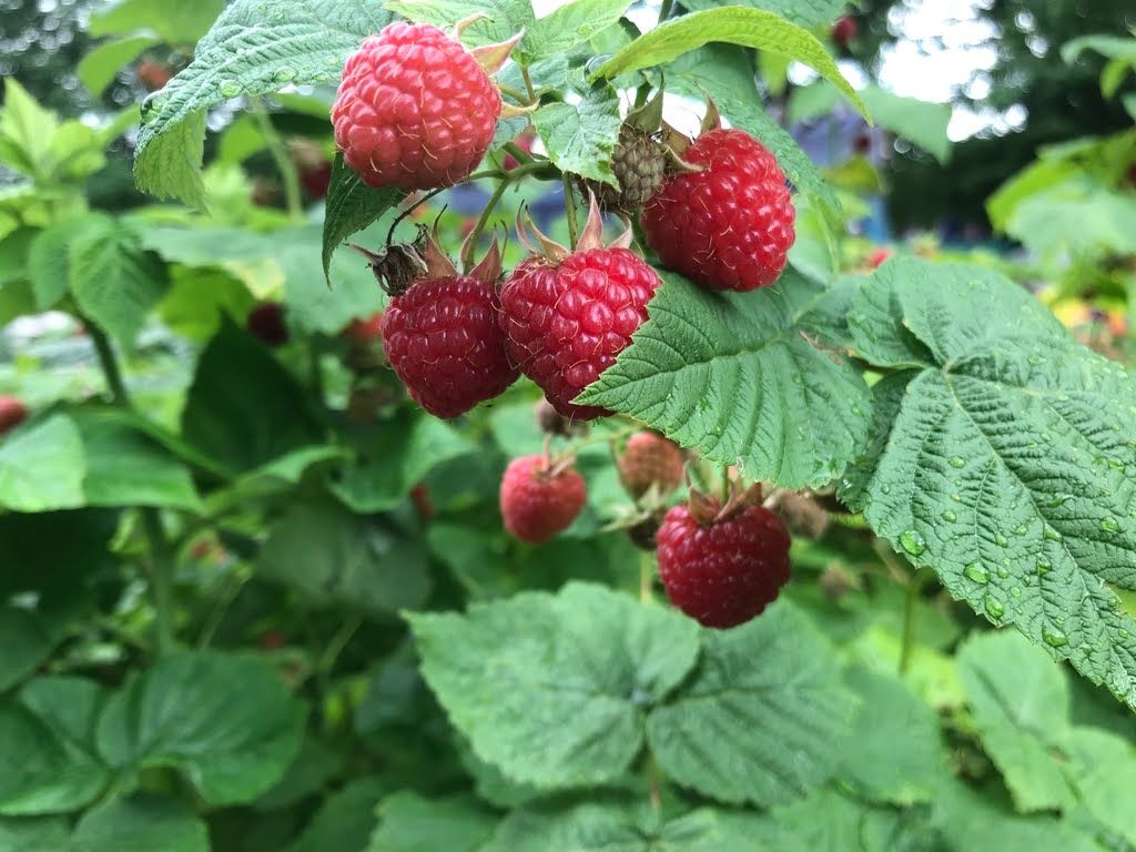 Wild Red Raspberry (Rubus idaeus)