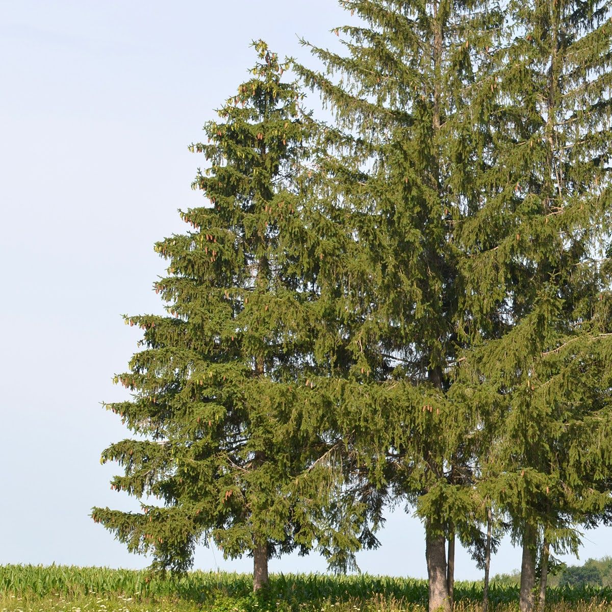 White Spruce (Picea glauca)