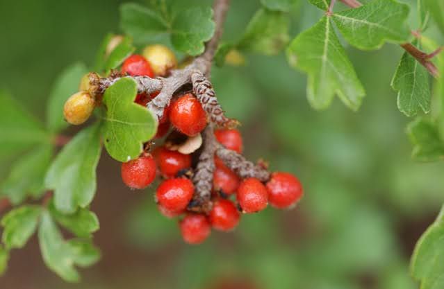 Fragrant Sumac Rhus Aromatica