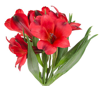 Paquete Astromelias Rojas (10 tallos)