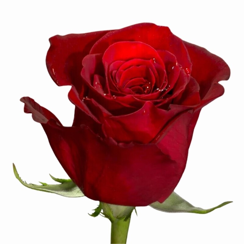 Paquete Rosas Rojas - Tallo largo