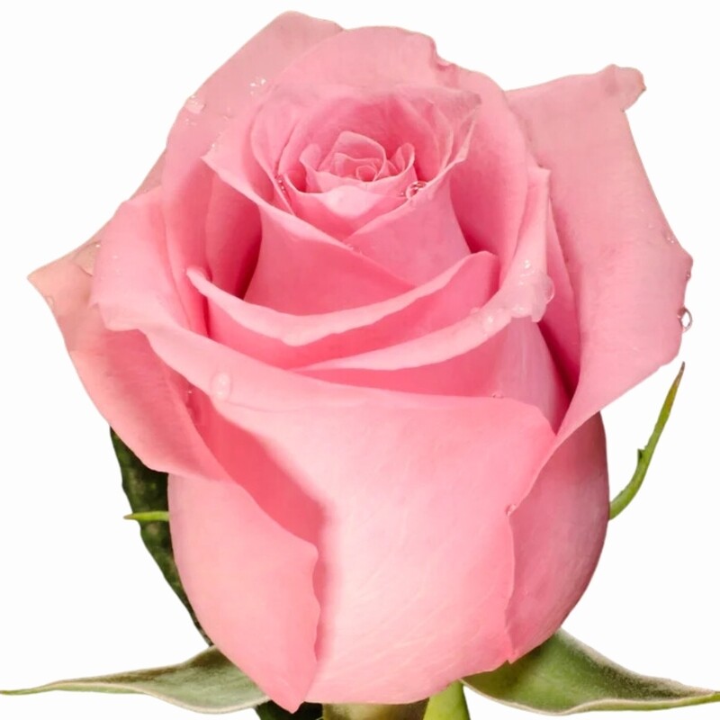 Paquete Rosas Fusión - Tallo largo