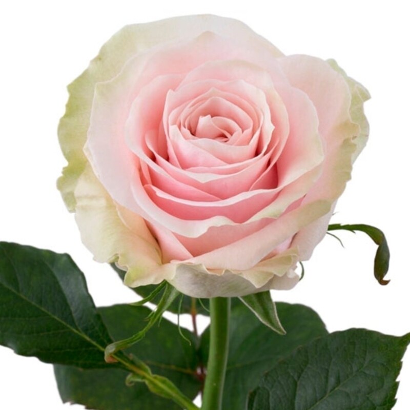 Paquete Rosas Pink Mondial - Tallo largo