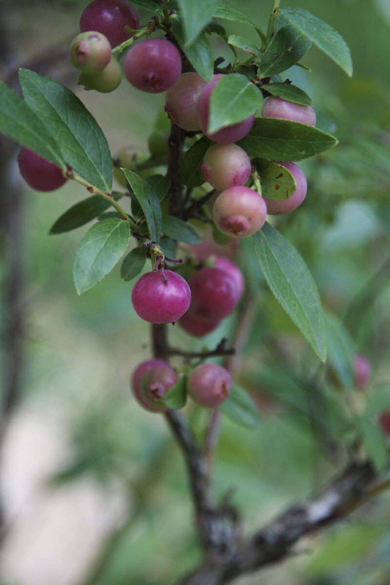 Bleuet – culture fruitière, permaculture et jardinage | RécolteSauvage ...