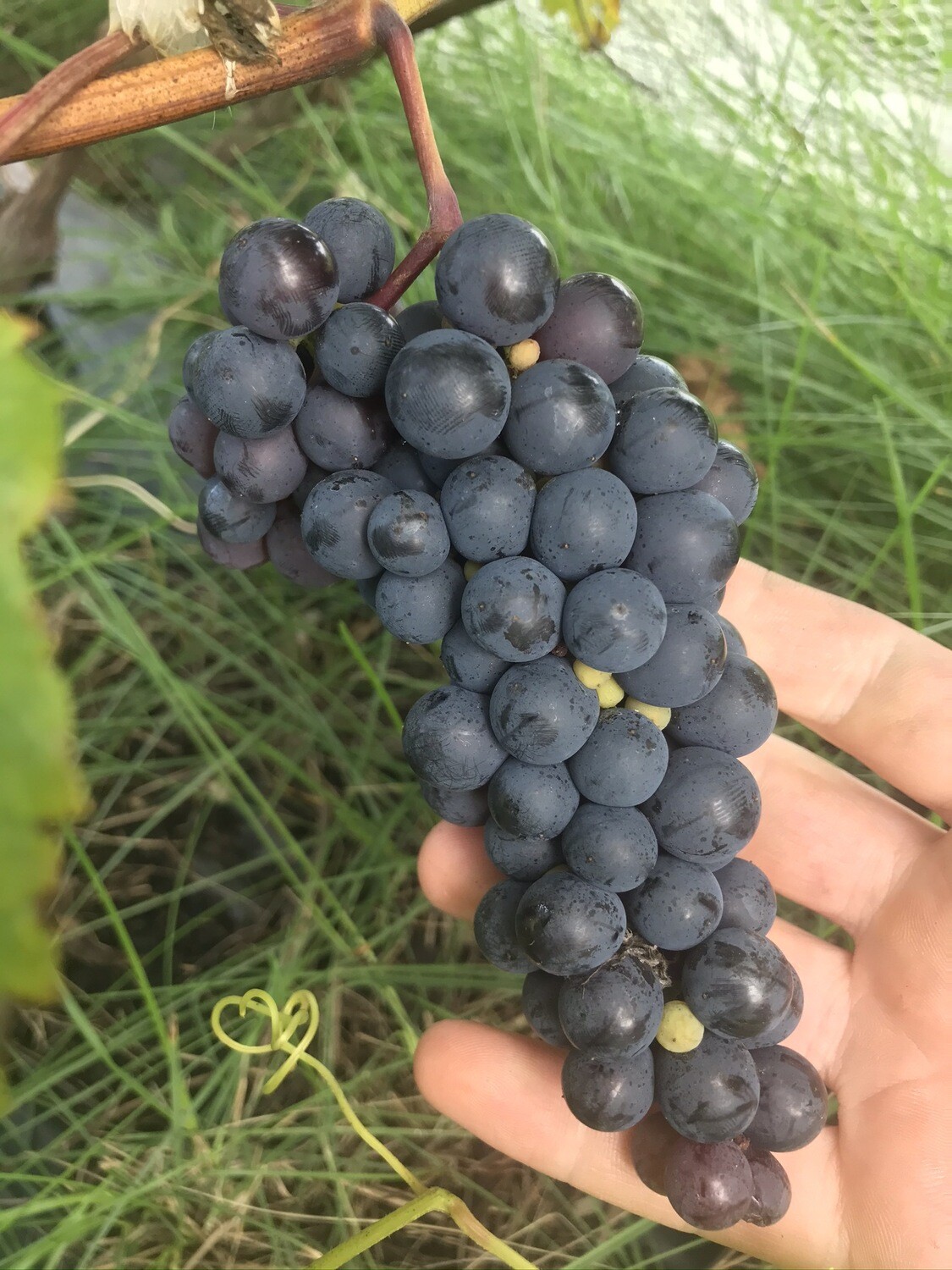 Vigne Trollhaugen – culture fruitière montréal abondance et autonomie ...