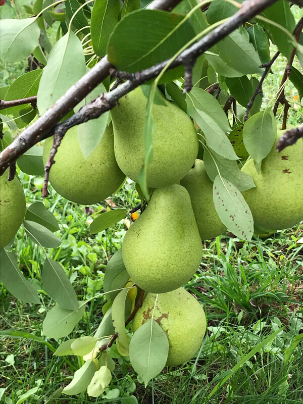 Poirier européen Anjou - artisan-fermier québec, centre jardin et ...