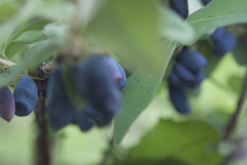 Camerisier Honey Bee – pépinière trois-rivière, permaculture et ...