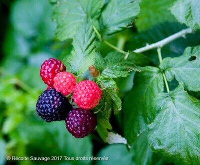 Rechercher des produits – RecolteSauvage – Centre permaculturel