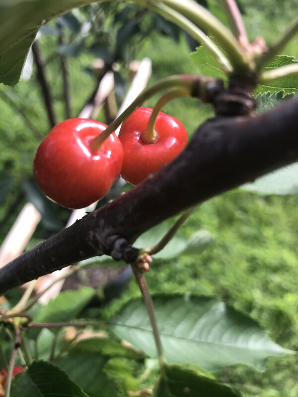 Rechercher des produits - RecolteSauvage - Centre permaculturel