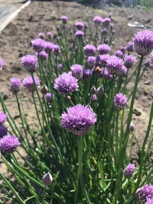 Rechercher des produits – RecolteSauvage – pépinière nordique