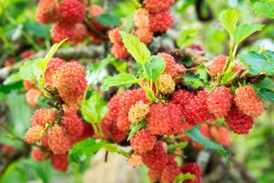 Rechercher des produits – RecolteSauvage – Centre permaculturel