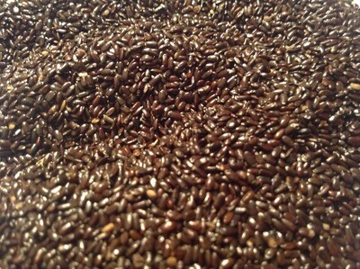 Rechercher des produits – RecolteSauvage – pépinière nordique