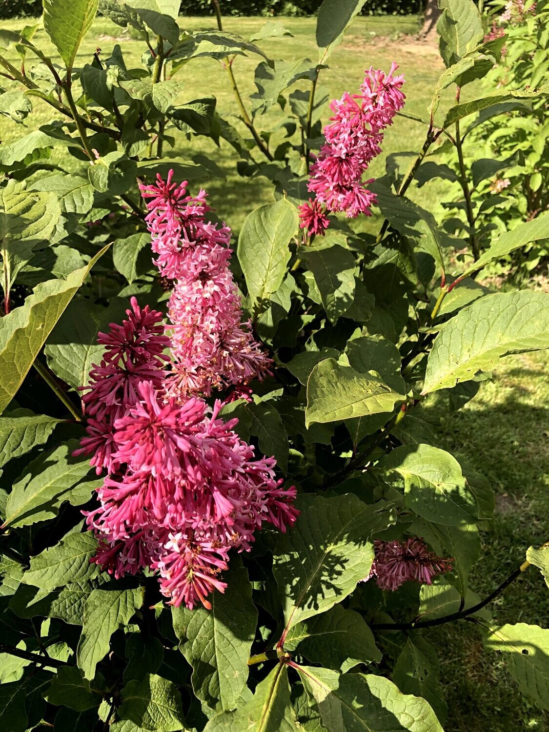 Lilas – Rechercher des produits – RecolteSauvage – Centre permaculturel