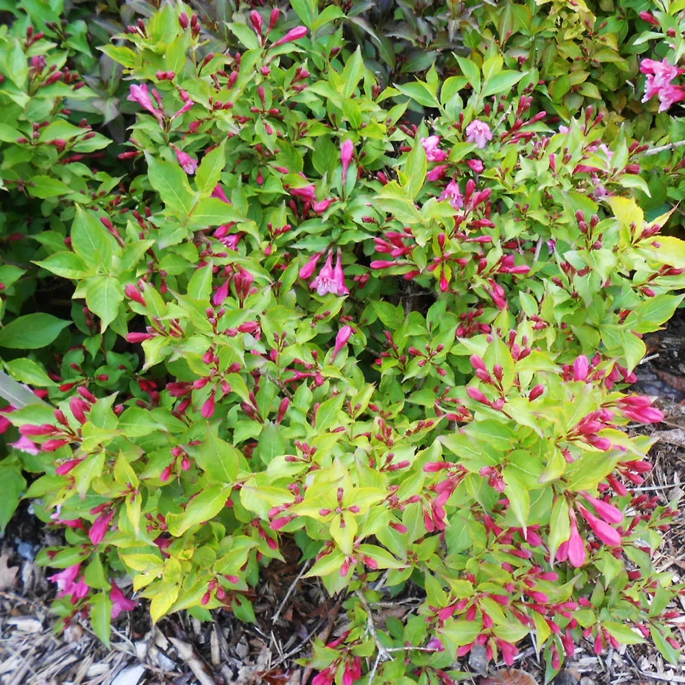 Weigela florida Samba - ornemental permaculture fleur vivace local ...