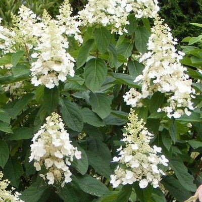 Rechercher des produits – RecolteSauvage – Centre permaculturel