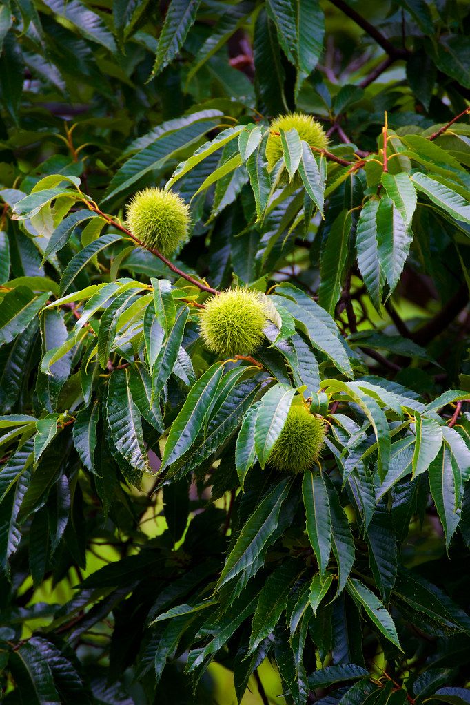 Châtaignier d’Amérique (Castanea dentata) 🌳 – Rechercher des produits ...