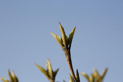 Rechercher des produits – RecolteSauvage – pépinière nordique