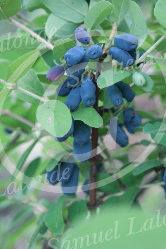 Camerisier Boreal Blizzard – arbre et arbuste pepiniere quebec ...
