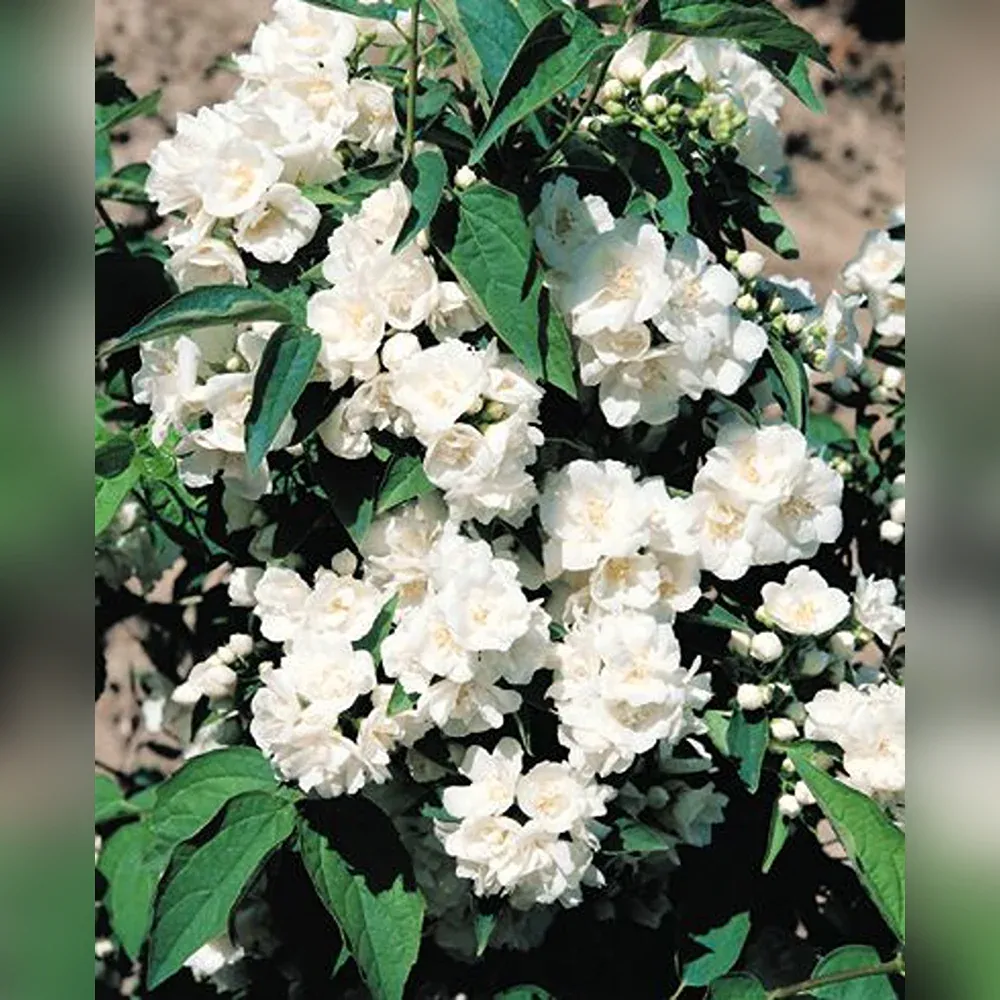 🌸 Seringat ‘Virginalis’ – Philadelphus virginalis – Rechercher des ...