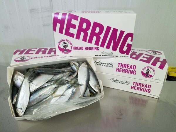 5lb Box Thread Herring Bulk