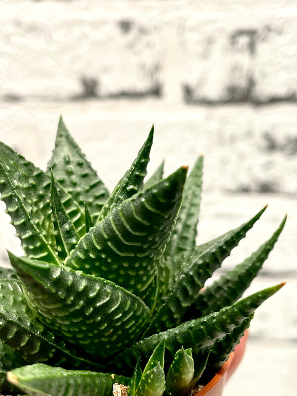 Hawortia Limifolia
