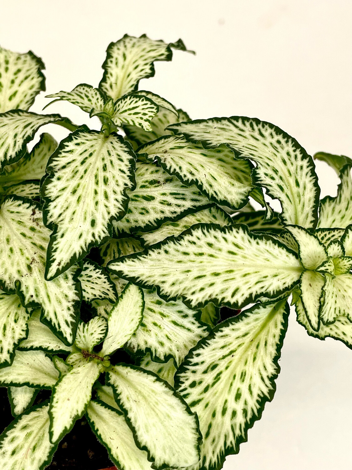 Fittonia White Forest Flame