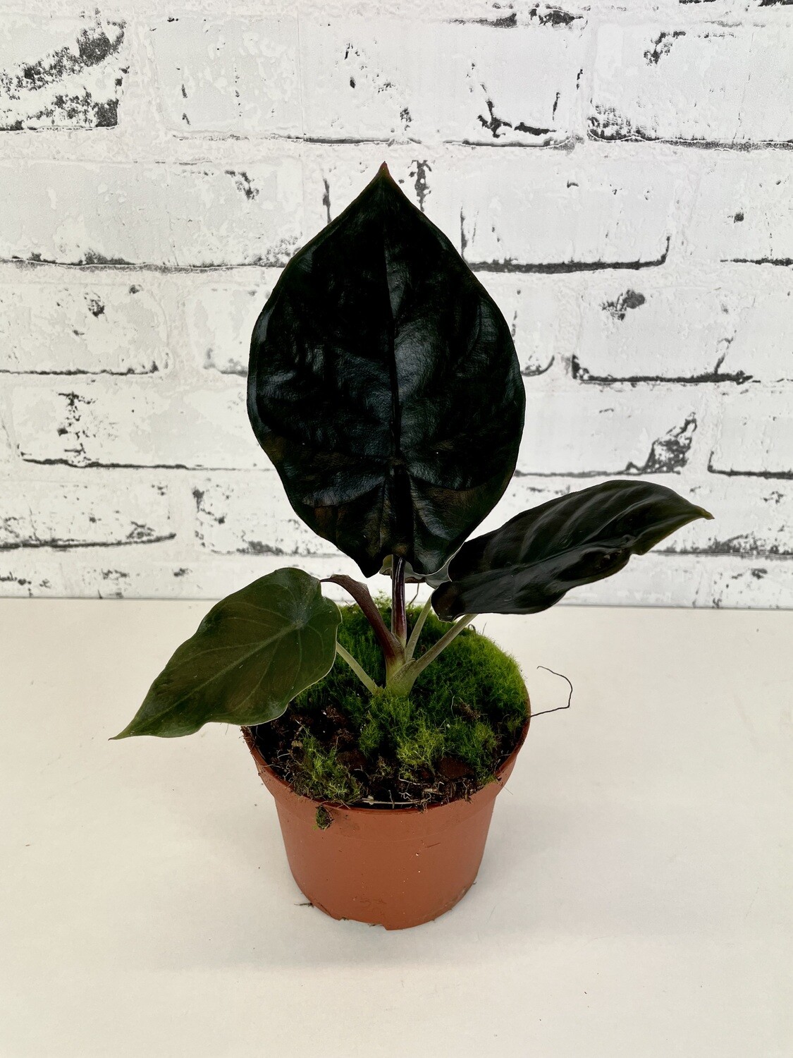 Alocasia Infernalis 'Black Magic'