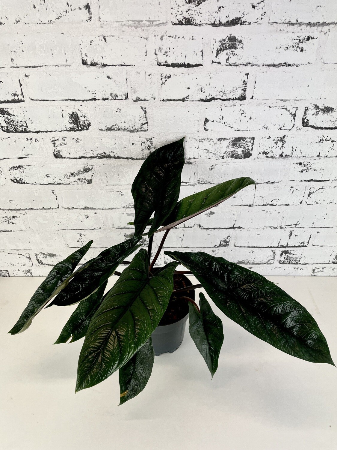 Alocasia Scalprum