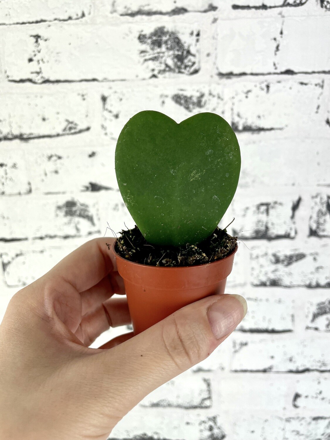 Hoya Kerrii