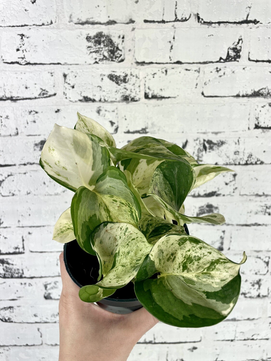 Epipremnum Aureum 'Happy Leaf' 'Manjula Pothos'