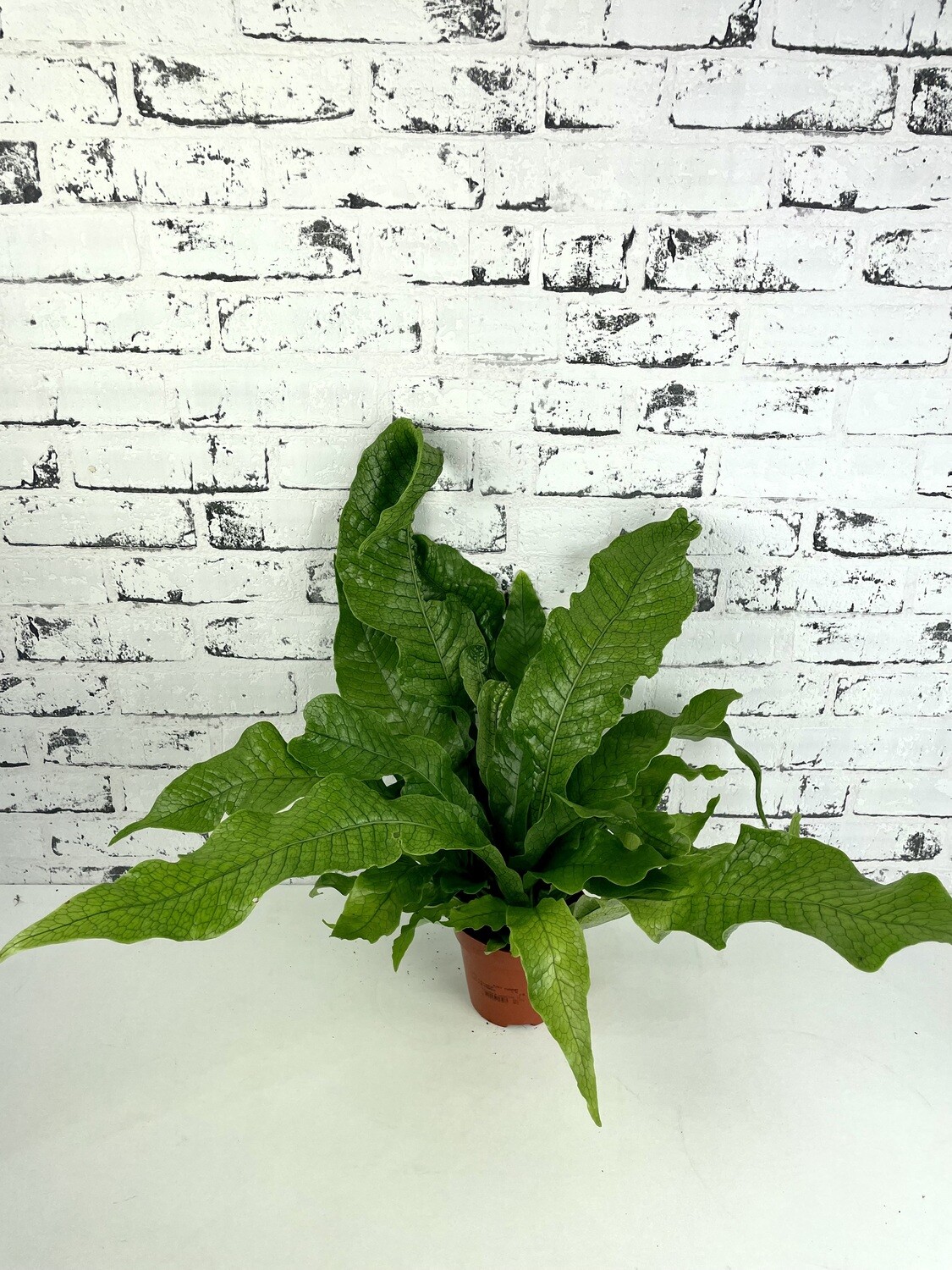 Držač Za Žarulje - 'Kvačka' Sa Kopčom, Prekidačem i Kablom 1,3m