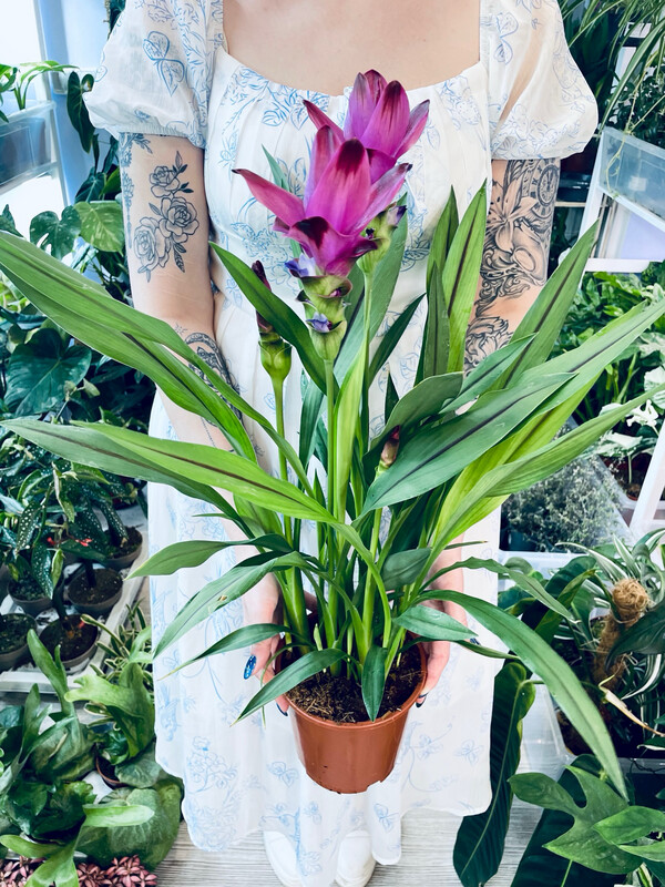 Curcuma Siam Splash (Ornamentalna Kurkuma) fi15