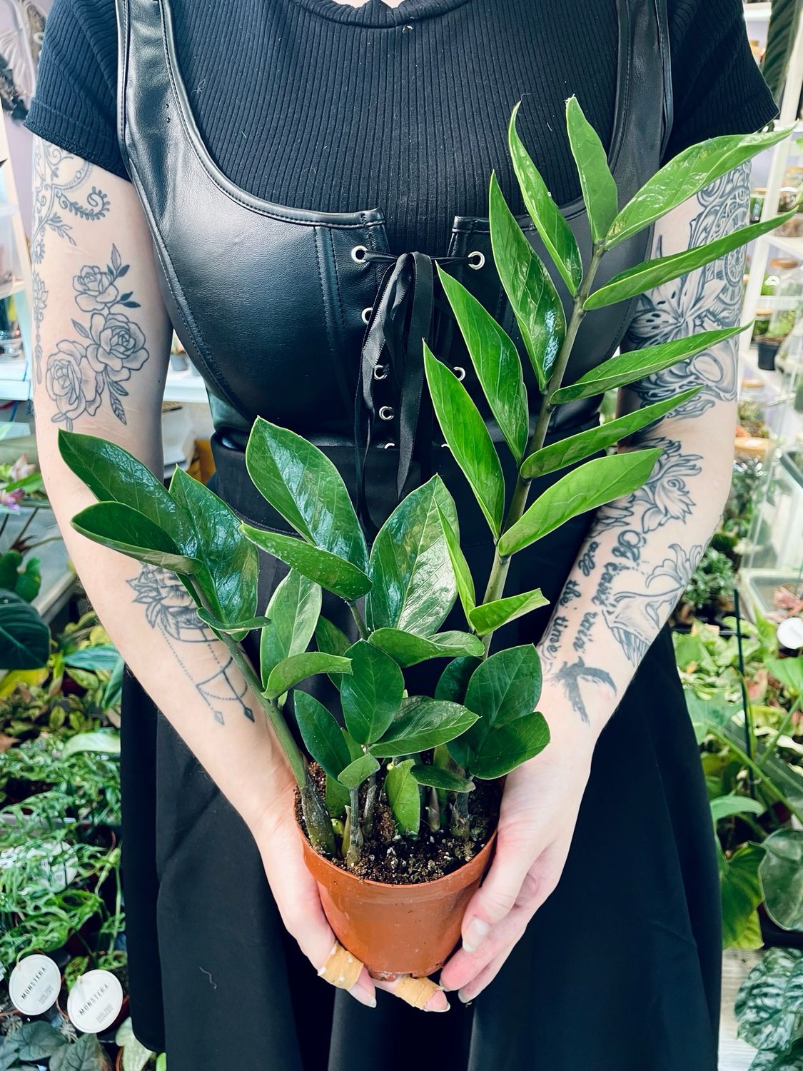 Zamioculcas zamiifolia Zamija (ZZ plant) fi12