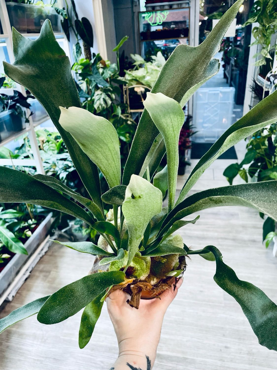 Platycerium Bifurcatum Staghorn Fern (Rogata Paprat/Paprat Jelenji ...