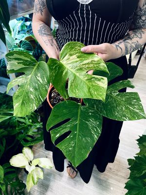 PLANTMANIA.HR - Online trgovina rijetkih i trendy biljki, bajkovitih ...