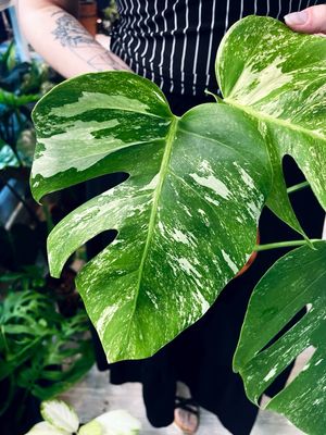 PLANTMANIA.HR - Online trgovina rijetkih i trendy biljki, bajkovitih ...